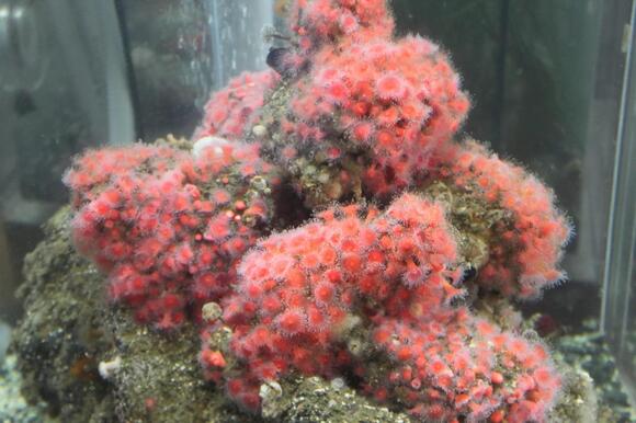 Bio-Rock Reefs: Using Electricity to Grow Coral Skeletons Faster ...
