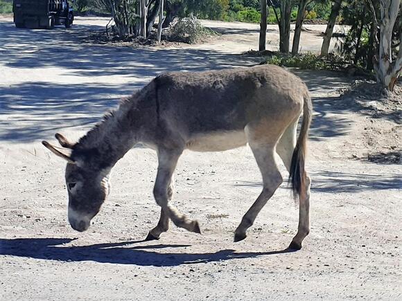 Why Do Some Animals Have Odd Numbers of Toes? - NewsBreak
