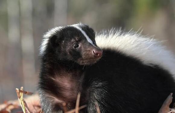 Man dies from rabies after receiving donor kidney from skunk attack ...