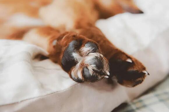 13 Things Dogs Do in the Last 24 Hours Before They Cross the Rainbow ...