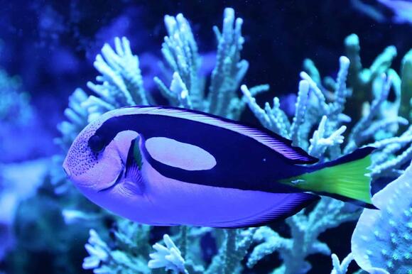 What Kind of Fish Is Dory? Real Species Explained - NewsBreak