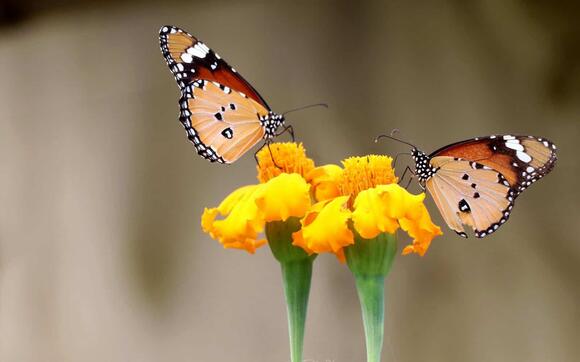 How Wild Weather Shapes the Migration of Monarch Butterflies - NewsBreak