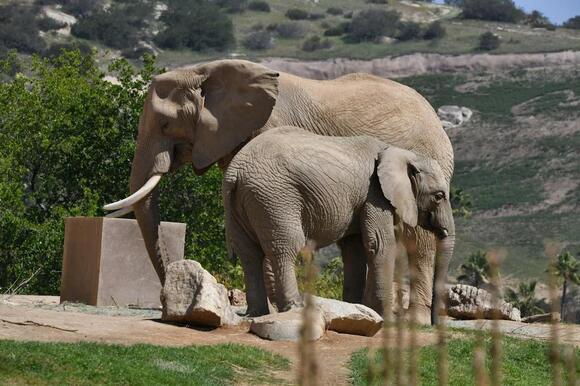 The Zodiac Signs Most Spiritually Linked to Elephants - NewsBreak
