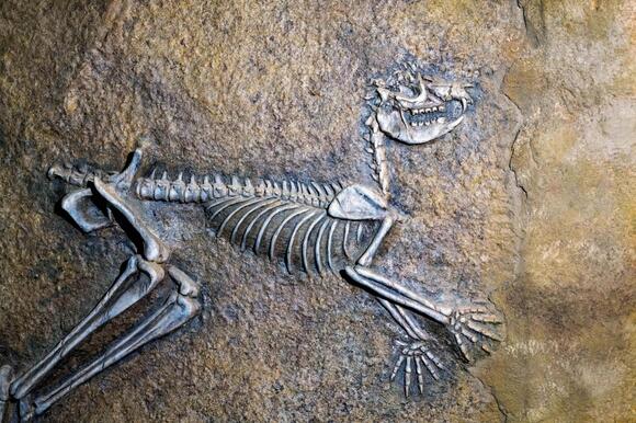 5 Prehistoric “Creatures” That Never Actually Existed - NewsBreak