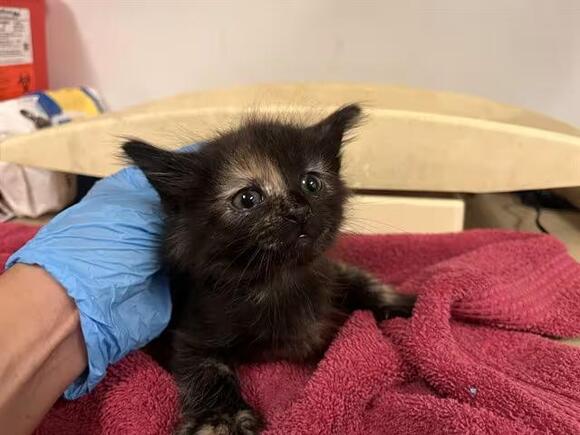 🐱 Playful Corona Kittens Ready for Loving Homes - NewsBreak