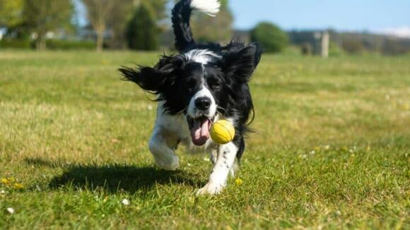 12 Dog Training Tips Only Professionals Know - NewsBreak