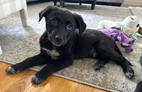 Free Puppies Syracuse Ny