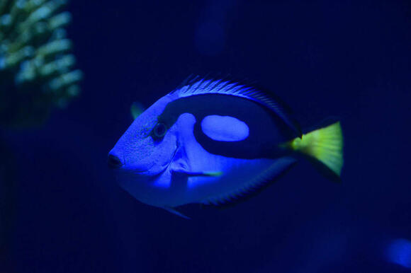 What Kind of Fish Is Dory? Real Species Explained - NewsBreak