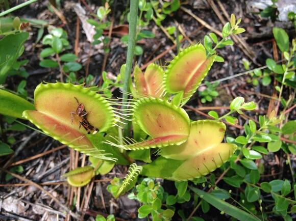 The Venus Flytrap Doesn’t Eat for Fun — It Has to Hunt to Survive ...