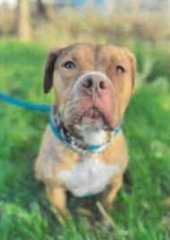 Packed crowd begs Pasco to save 2 troubled shelter dogs from euthanasia ...
