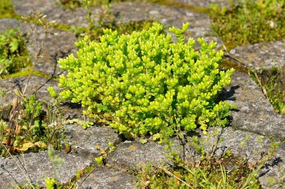 5 Succulent Ground Covers Landscape Designers Keep Using in Rocky Soil ...