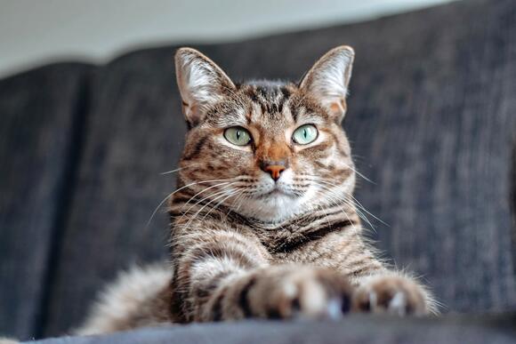 7 Reasons Why Cats Sometimes Ignore Their Owners - NewsBreak