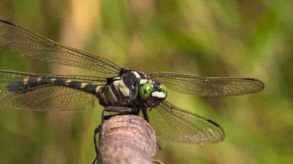 12 Bugs With Superpowers Hidden in Plain Sight - NewsBreak