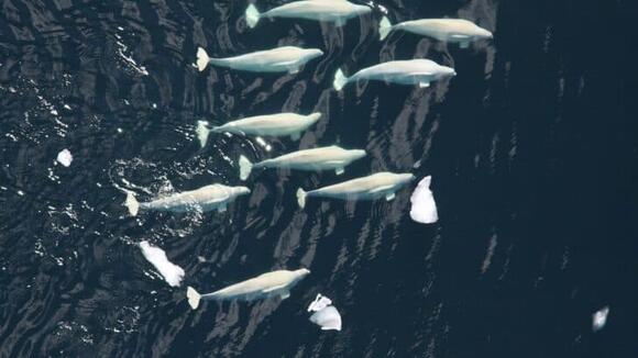 How Beluga Whales “Sing” to Each Other Underwater - NewsBreak