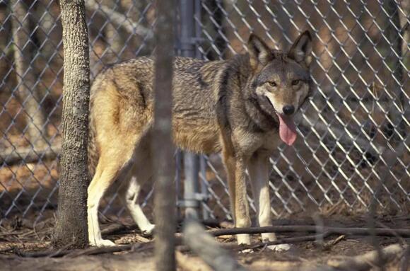 10 Interesting Facts About The Red Wolf: America’s Most Endangered ...