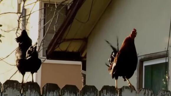 Gangs of chickens overrun California neighborhood, leaving residents ...