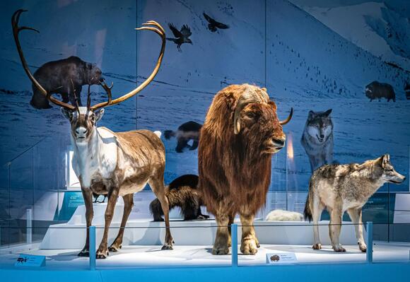 Coming Attractions: 'Planet Ice' coming to Fernbank Museum along with ...