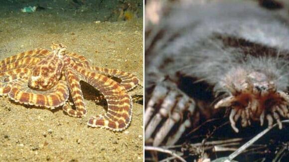 Top 10 Animals With Unique Adaptations - NewsBreak