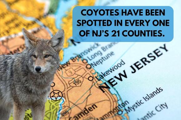 Coyote sightings rise in NJ — What to do if you see one - NewsBreak