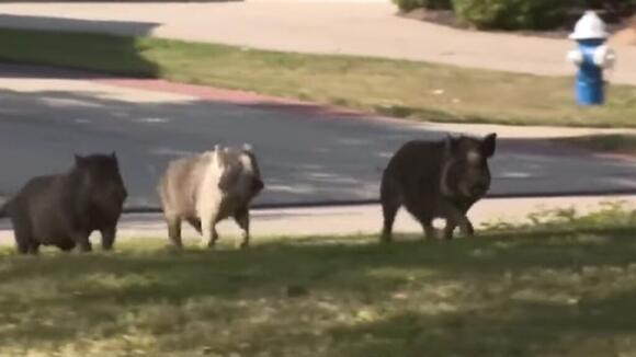 Neighbors say runaway pigs tearing up yards are no longer funny, as ...