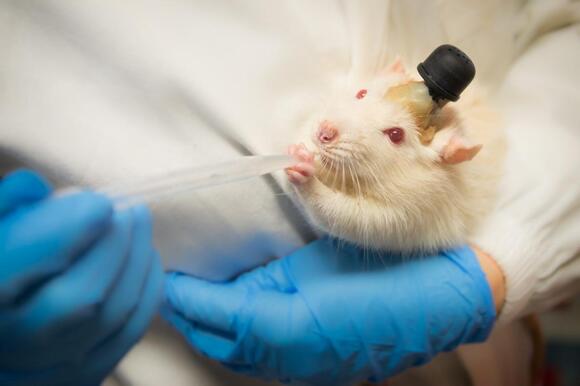 How Rats Laugh When Tickled — And Why They Might Be the Most Underrated ...