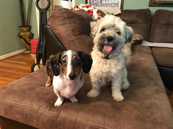 Tucker nonprofit Ahimsa House helps people and pets escape violence