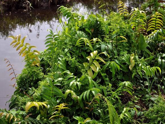 The Rainforest That Walks: How Borneo’s Peat Swamps Move Over Time ...