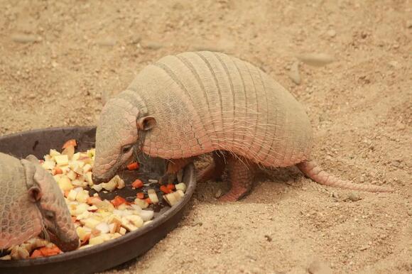11 Fascinating Facts About Armadillos Expanding Across the Southern ...