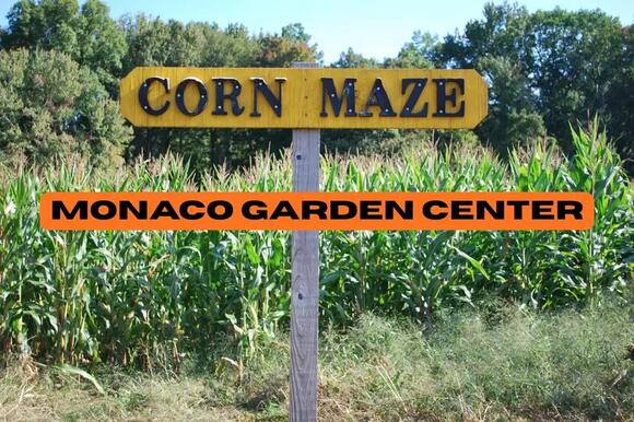 The Best Corn Mazes In Western New York - NewsBreak