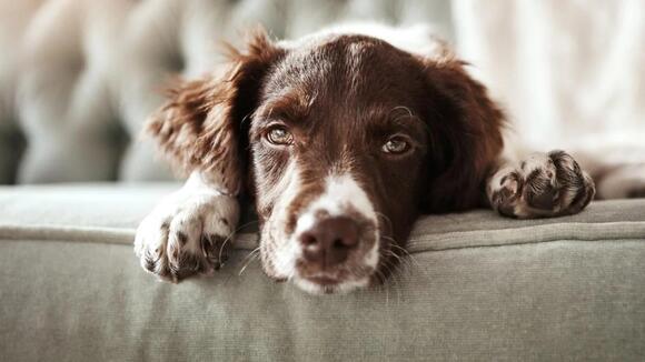 Soaring vet costs are forcing heartbreaking choices for pet owners ...