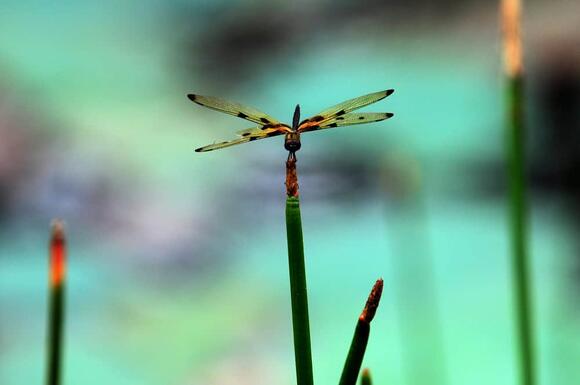 The Fastest Insect Meet the Dragonfly - NewsBreak