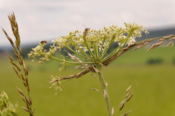 9 Invasive Species and Their Impact on Native Ecosystems - NewsBreak