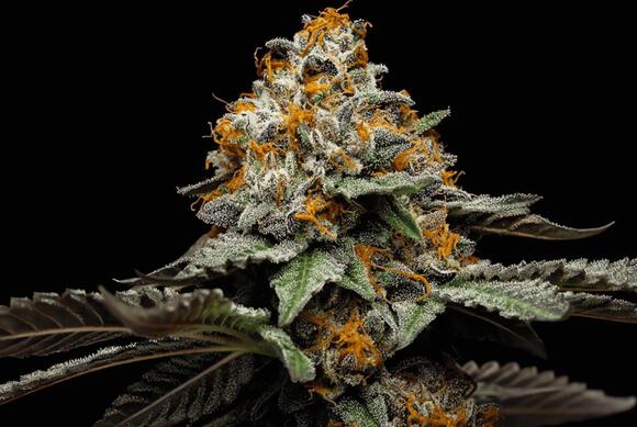 The Most Sold Marijuana Strain in Every Legal State - NewsBreak