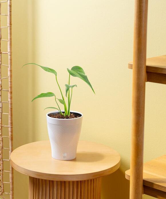 This Rare ‘Mystery Monstera’ is Tipped to be the Next Plant Collector's ...