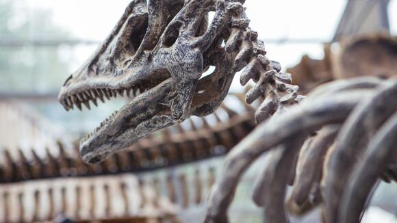 How Did Dinosaurs Care for Their Young? Fossil Evidence Revealed ...