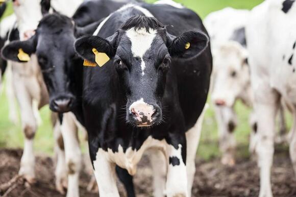 Organic Valley sues to leave federal milk marketing system - NewsBreak