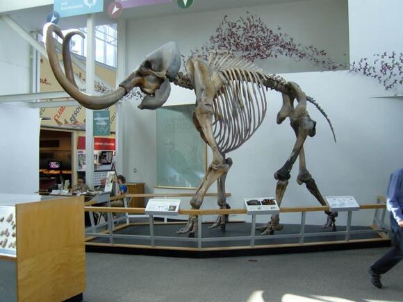 The Complete List of Every U.S. State Dinosaur and Fossil - NewsBreak