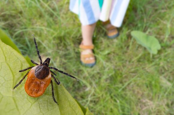 Baby Ticks (Seed Ticks): 6 Pictures and How to Get Rid of Them - NewsBreak
