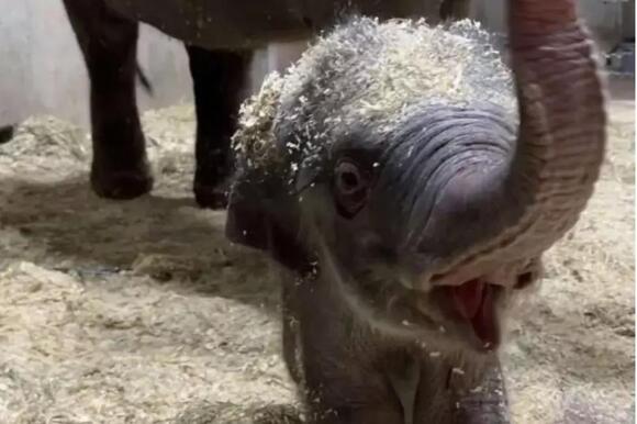 Everything You Need to Know About Missouri's Boo at the Zoo 2025 ...