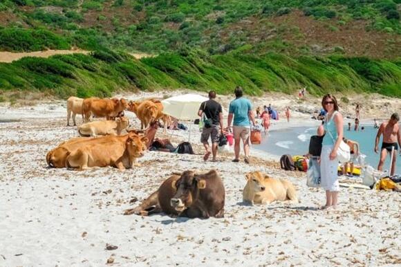 Beach Closes as Unusually Aggressive Cows Are Injuring Tourists - NewsBreak