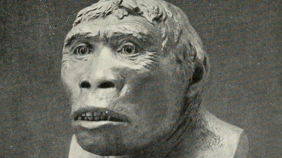 Scientists Still Have No Idea Why Humans Have Chins, Or Why No Other ...