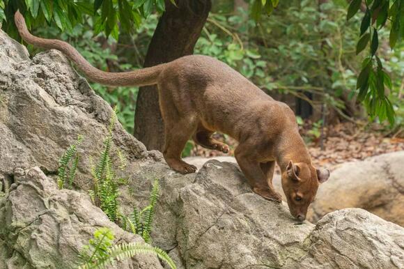 Madagascar: The Real Animals Behind the Movie Stars - NewsBreak
