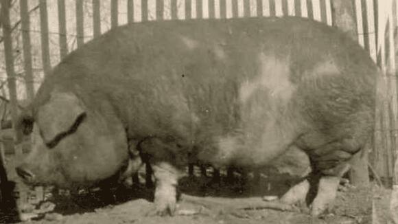 Largest Pig Ever Recorded Found In Tennessee - NewsBreak