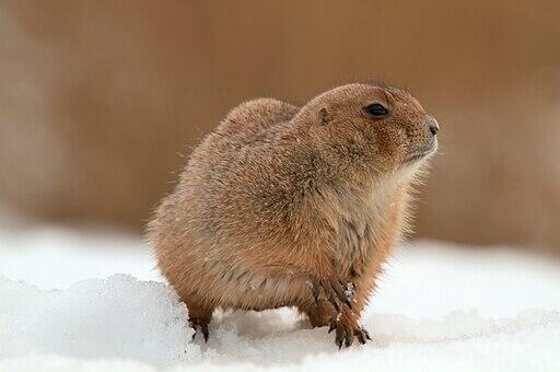 How Severe Winter Weather Impacts Hibernating Animals - NewsBreak