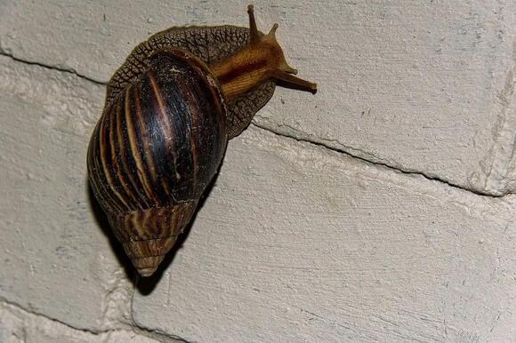 Complete Guide to Florida Snails: 18 Species You’ll Find in Your ...