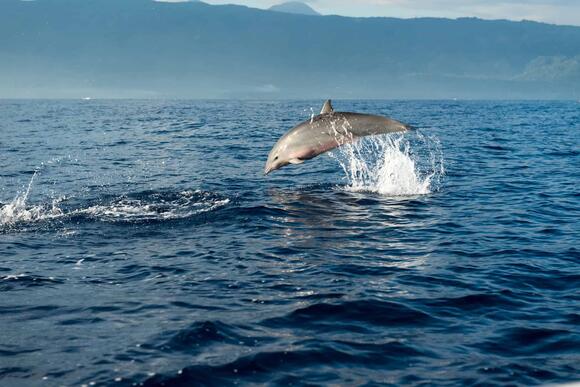 Why the Dolphin is Considered a Spirit Animal of Joy and Freedom ...