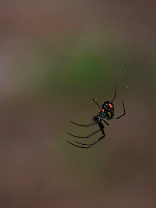 US States Where Black Widow Spiders Roam - NewsBreak