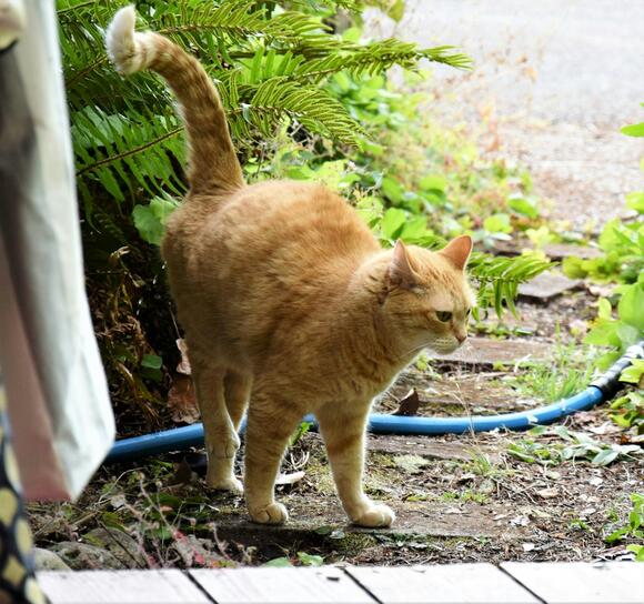 Jealousy in Cats — Real or Myth? Science Weighs In - NewsBreak