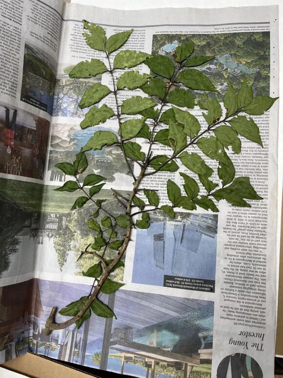 New Hanover Arboretum staff help scientists learn about the remarkable ...