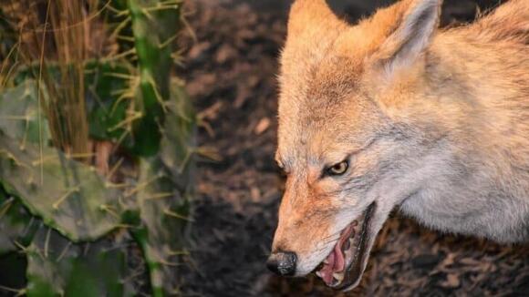 The Largest Coyote Pack Ever Heard Howling in Arizona - NewsBreak